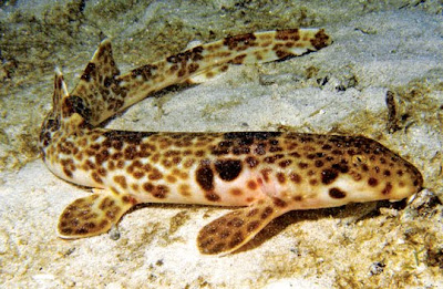 EL MUNDO ANIMAL: TIBURÓN BAMBÚ