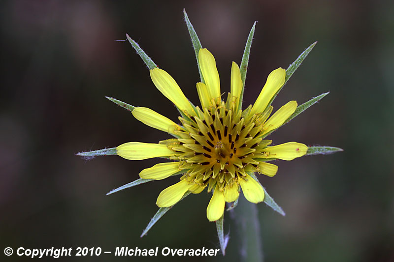 BLUE RIDGE WILDFLOWERS: Anyone for Yellow Goatsbeard