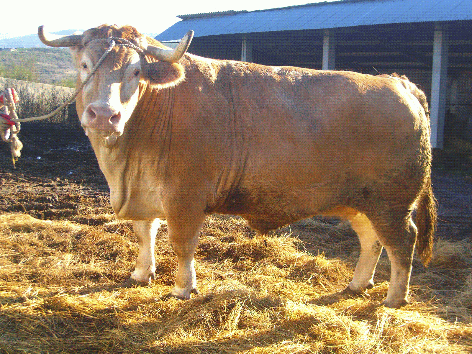 BUEY DE GALICIA: BUEY DE GALICIA