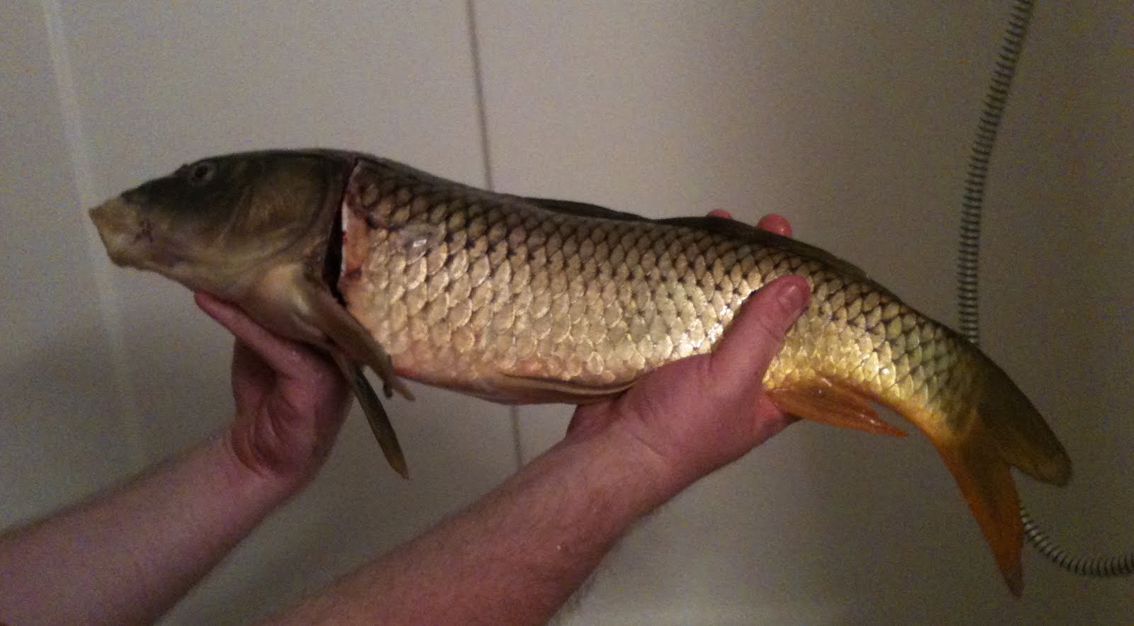 Taylor-Saurus-Rex: La Pêche du Jour