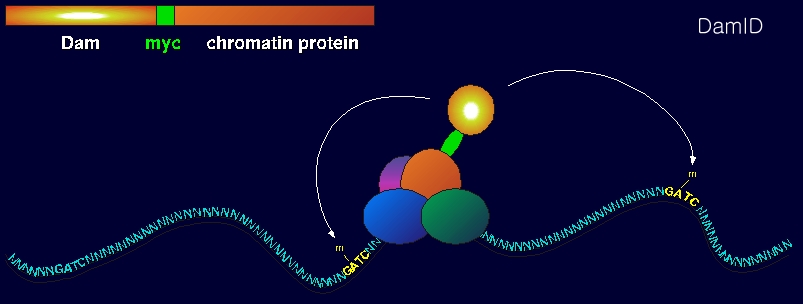 Throw a stone at me: The Mammalian Epigenome