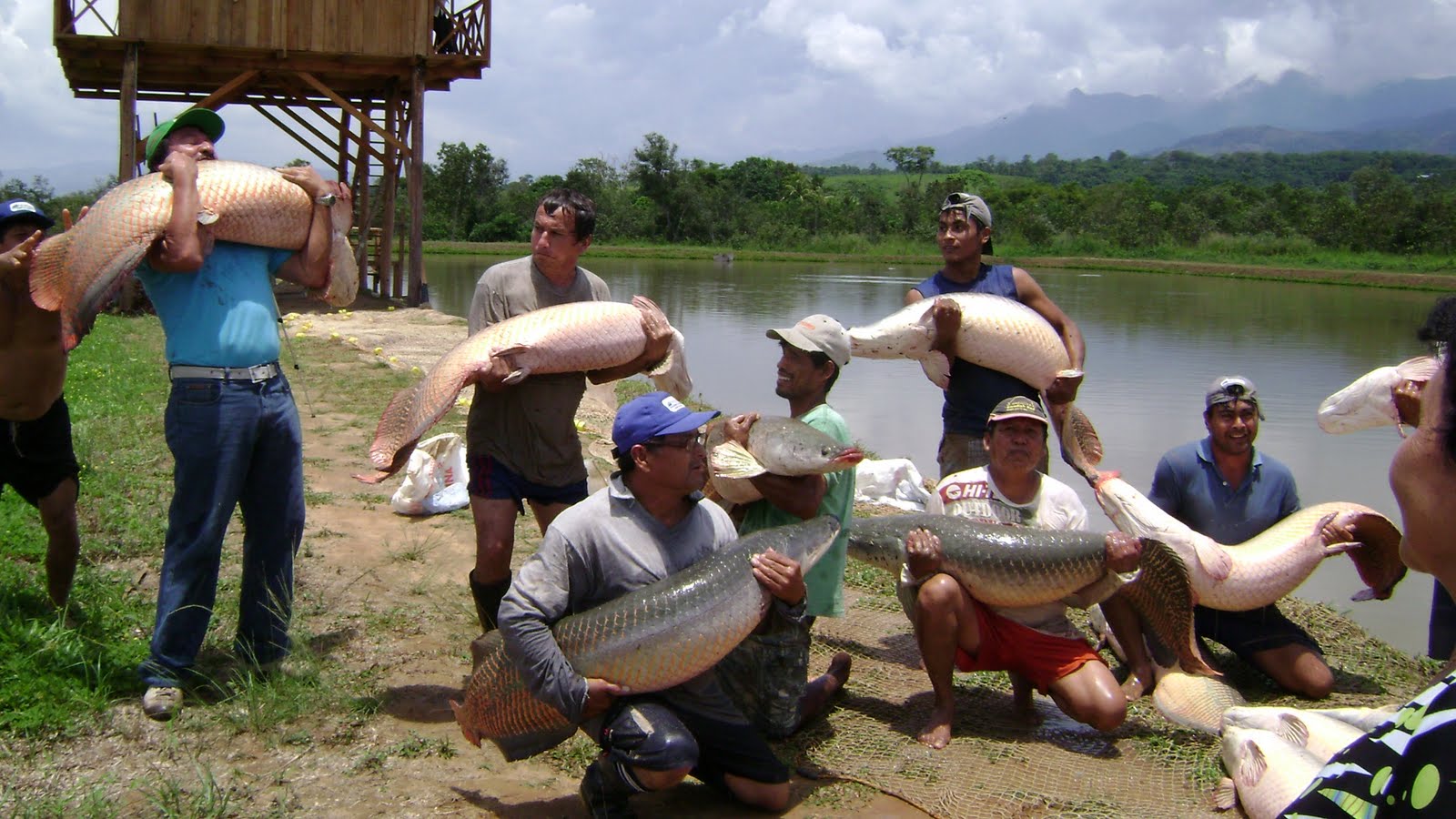 Fomentando Desarrollo: TARAPOTO YA TRABAJA CON PAICHE PARA EXPORTACION ...