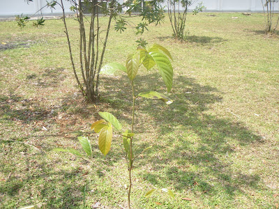 Different Perspectives: Belian - Borneo Ironwood