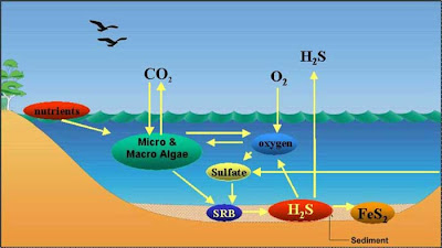 Sundar Raj: Biological Sulfate Reduction (BSR)