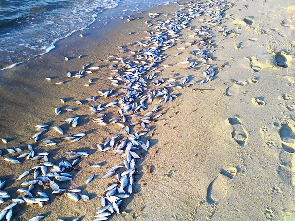 Superoceras: Cold Fish in the Chesapeake Bay