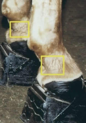 The Perfect Horse: Plagues of the gaited breeds