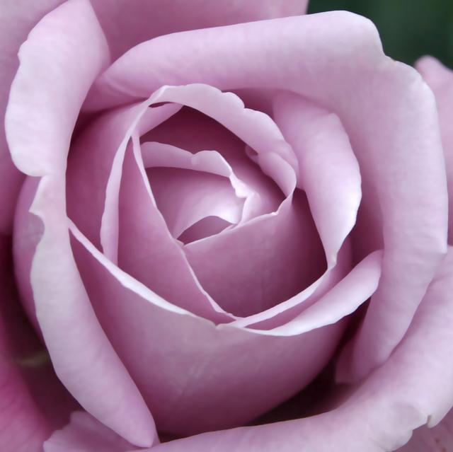 Fotos de rosas color violeta - Imagui