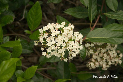 NATURALEZA Y MEDIO RURAL: DURILLO. Viburnum tinus L.