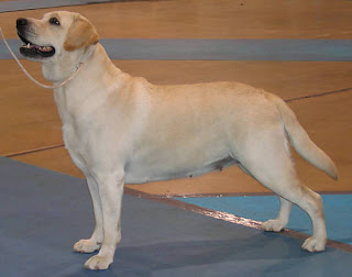 Mundo Canino: El Labrador (Tranquilo y Amigable)