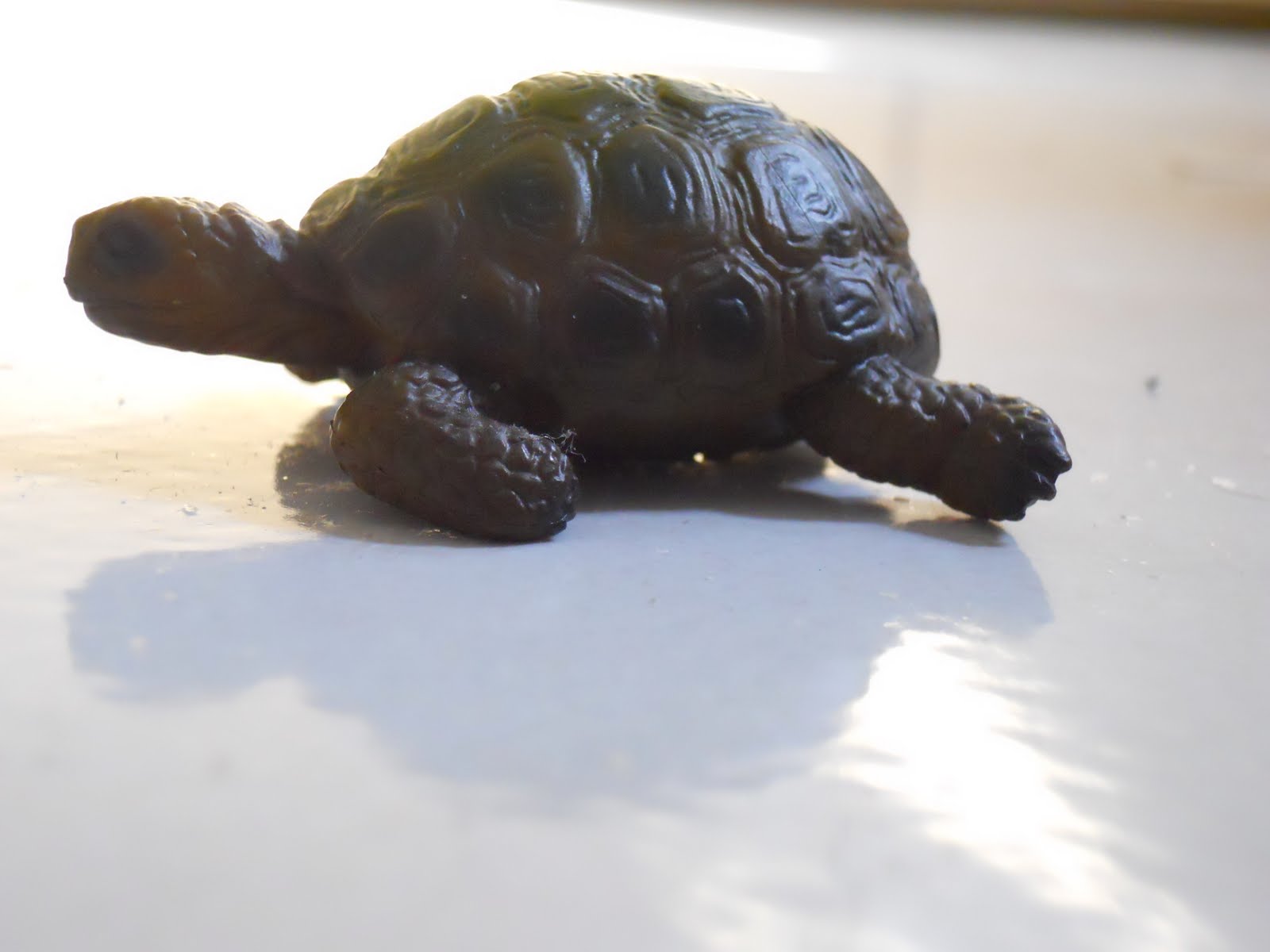 Animal Collection: Rettili