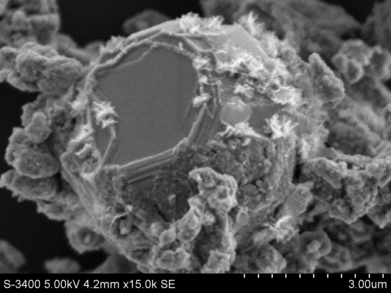 Going Strong Mom: Scanning Electron Microscope Picture