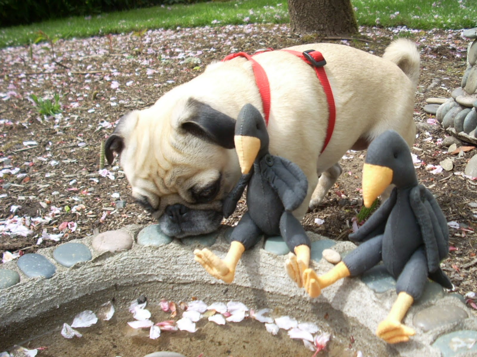 "Through the eyes of Tweedles": "The Cranky Crows"