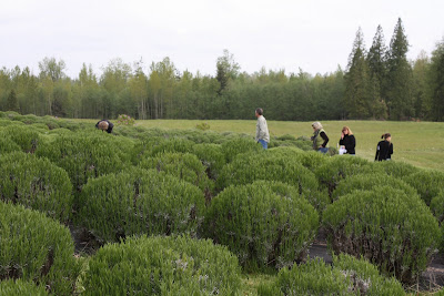 Seattle Tall Poppy: Farm Tour: Red Barn Lavender
