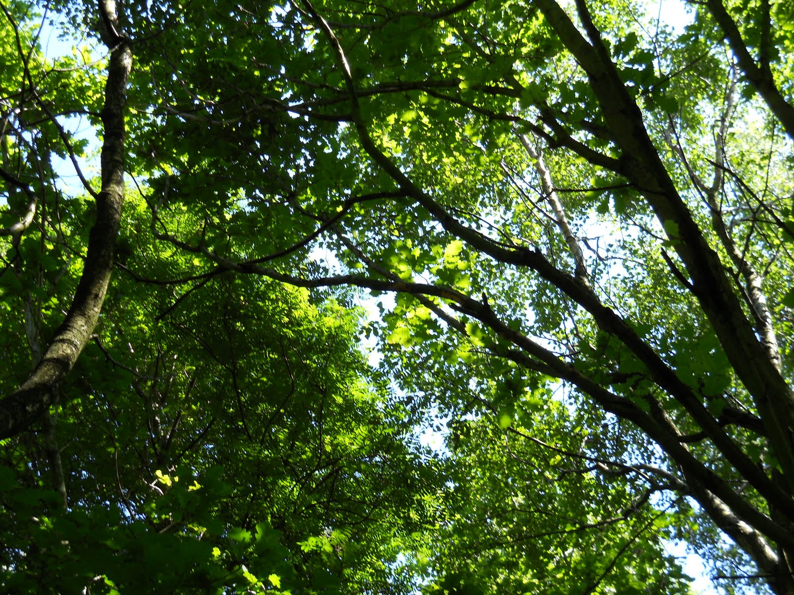 Heart Shaped: Boston Castle & Canklow Woods