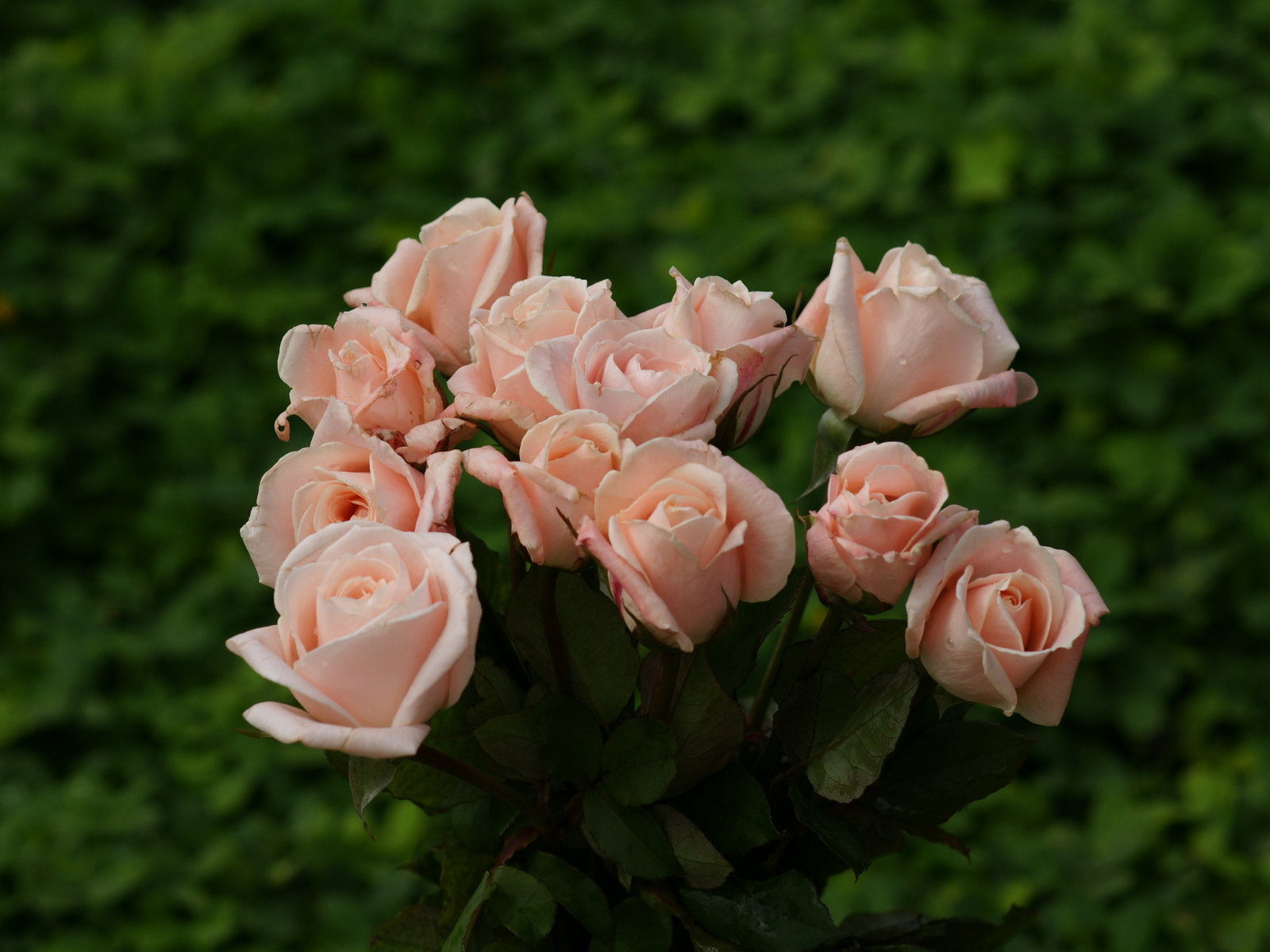 ForeverFelicity: Fall In Love With Roses