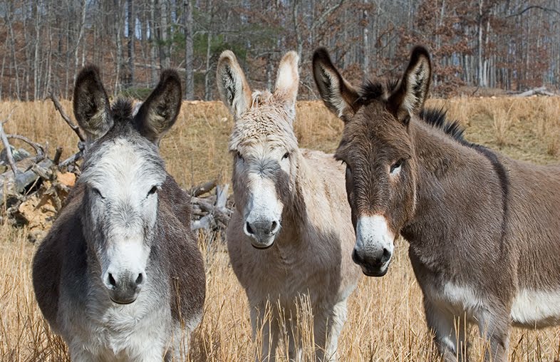 Funny Economist - Randall Parker's Completely Serious Macroeconomics ...