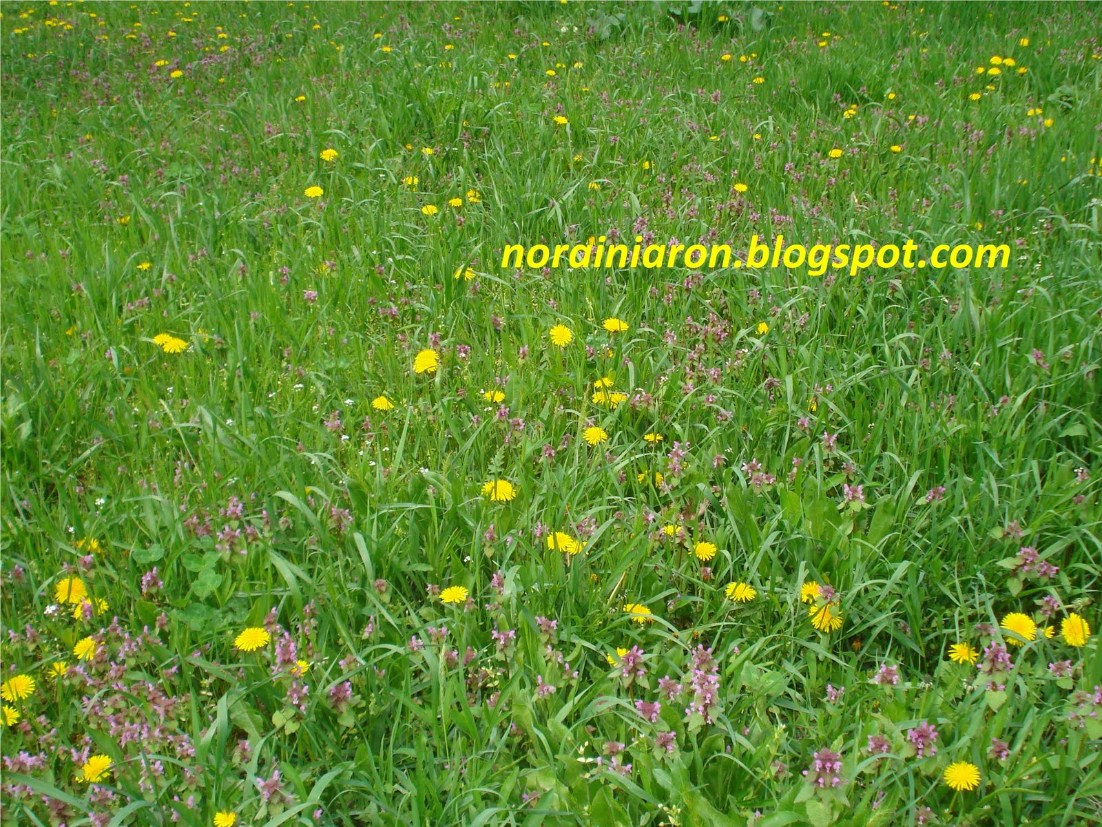 CAHAYA MATA MaSuL: BUNGA RUMPUT