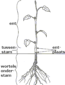 Inheems- en uitheems fruit: Onderstamsoorten en te enten fruitsoorten.
