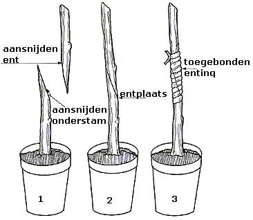 Inheems- en uitheems fruit: Enten van tomaten geeft een betere groei.