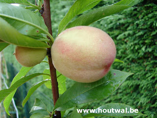 Inheems- en uitheems fruit: Vers geplukte perzik en nectarine smaken ...