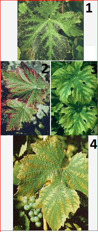 Inheems- en uitheems fruit: Bladverkleuring bij druiven (Bladchlorose)