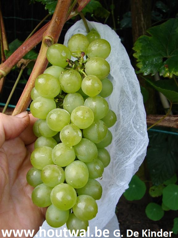 Inheems- en uitheems fruit: Lekkere tafeldruiven in openlucht.