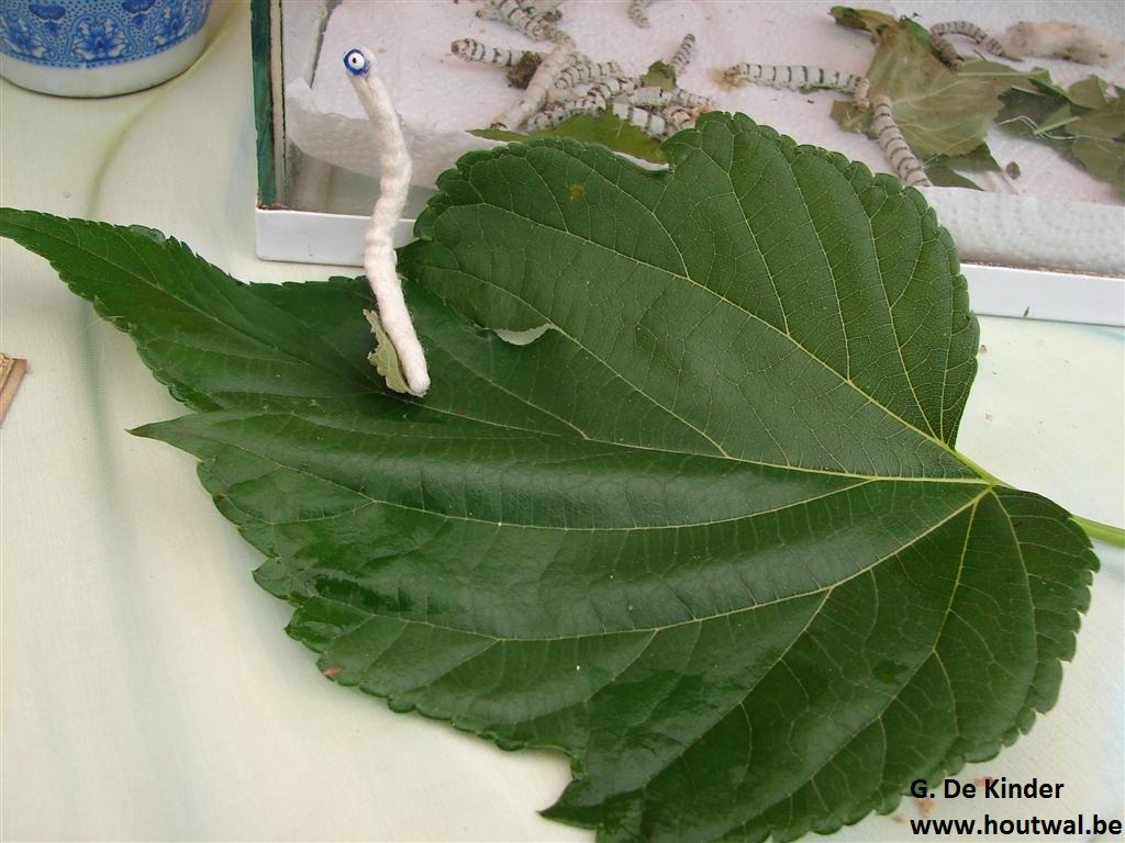 Inheems- en uitheems fruit: Zijderupsen op de witte moerbei in ...