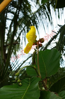 One~D Photography: Brunei National Flower - BUNGA SIMPOR (Dillenia ...