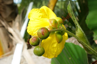 One~D Photography: Brunei National Flower - BUNGA SIMPOR (Dillenia ...