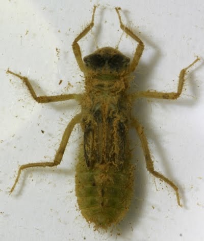 Libellulidae Larvae