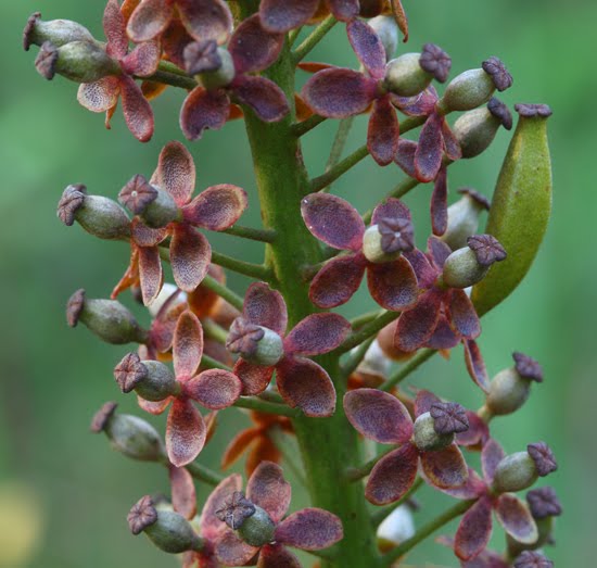 Nepenthes Macrophylla This Rare Montane Pitcher Plant