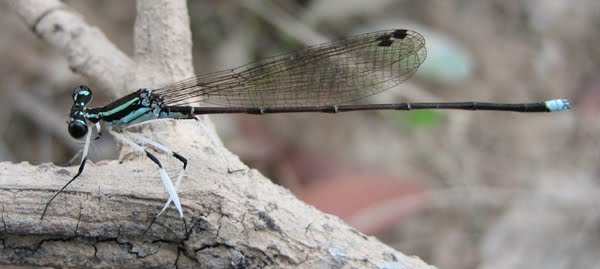 Odonata of Peninsular Malaysia: Copera ciliata