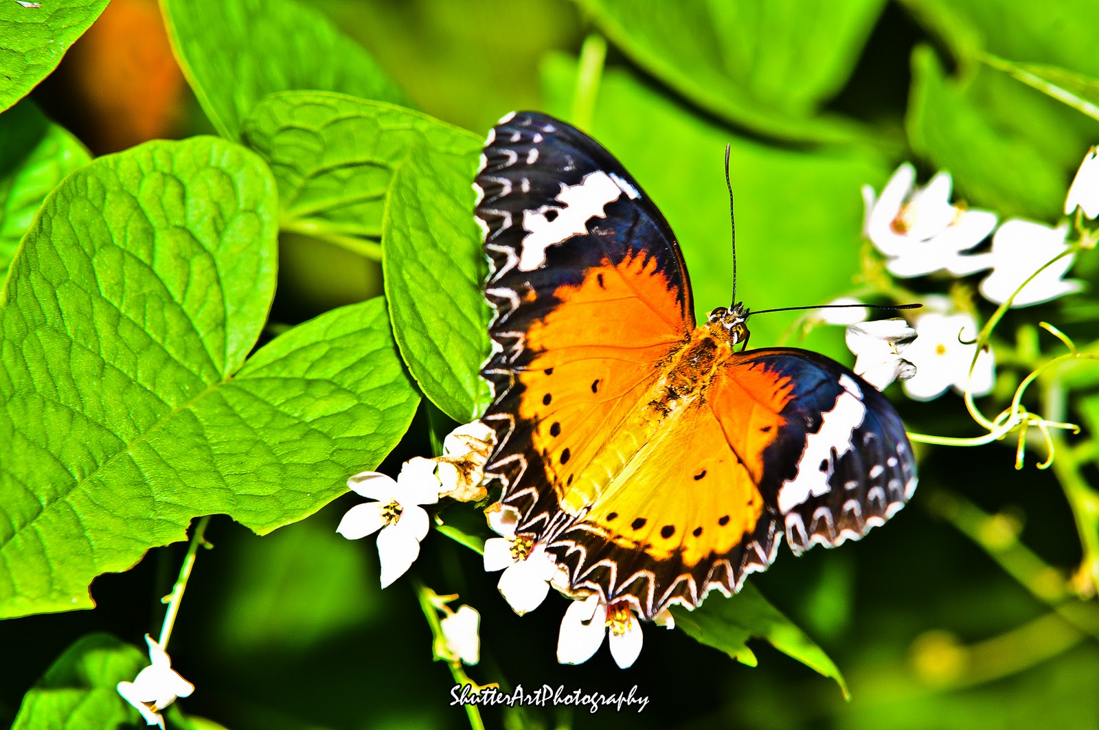 ShutterArtPhotography: Warna & Rama-Rama