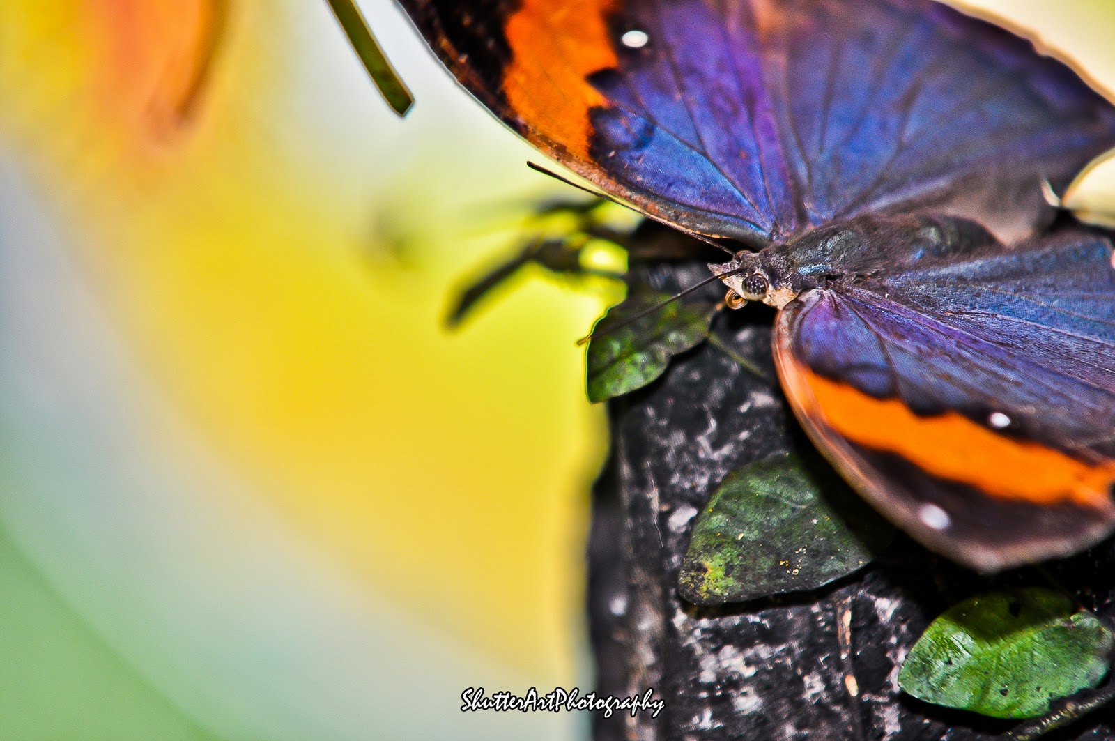 ShutterArtPhotography: Warna & Rama-Rama