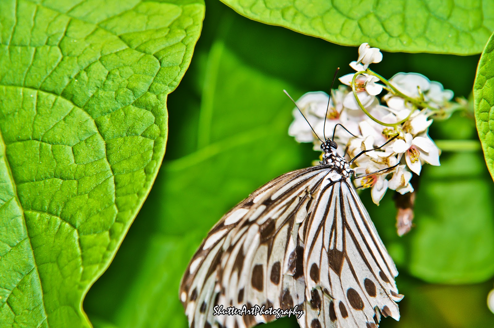 ShutterArtPhotography: Warna & Rama-Rama