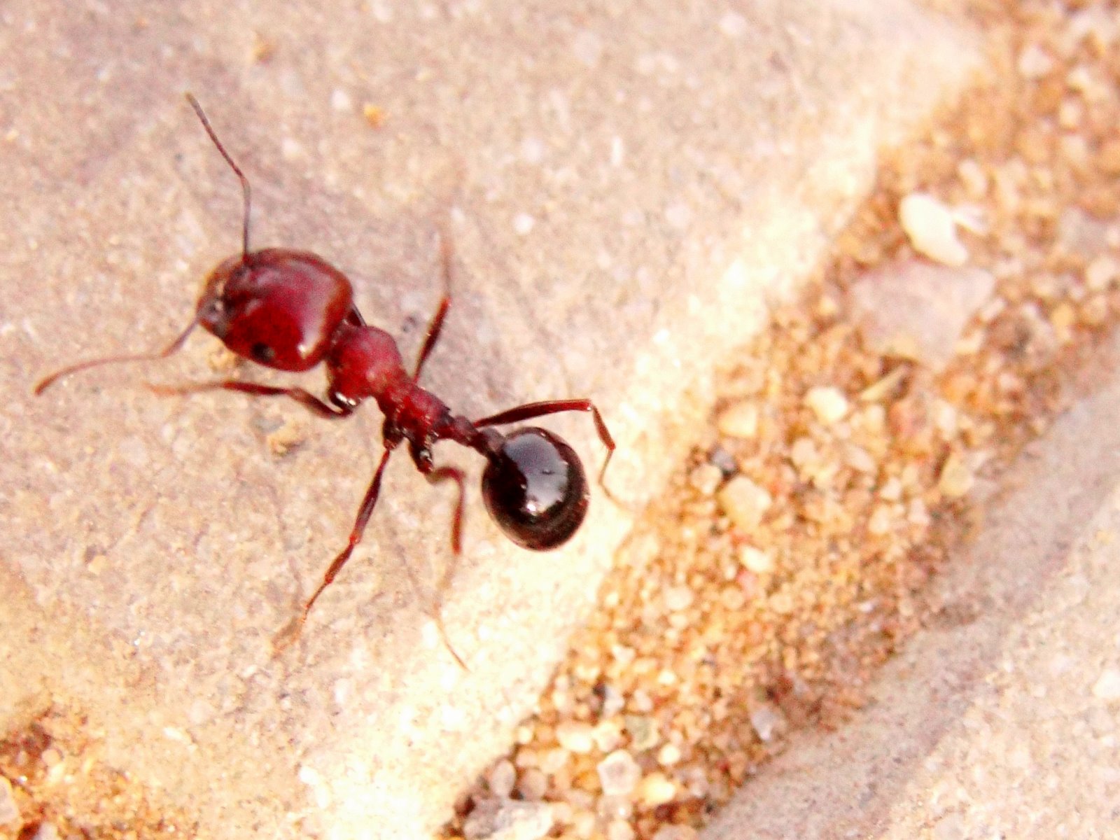 Pankaj k animals dekho