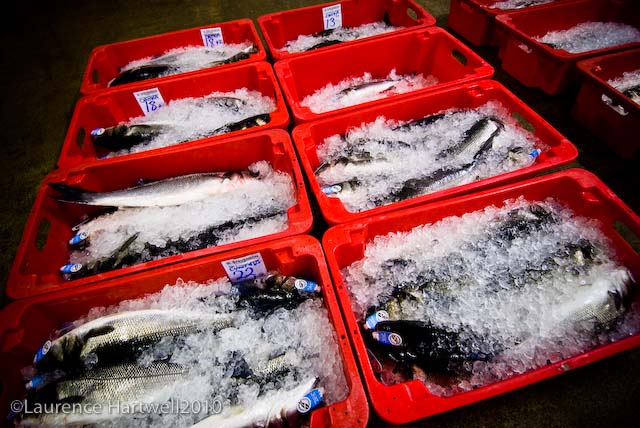 Through the Gaps! - Newlyn Fishing News: Gold fish. Cornwall UK fish ...