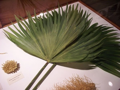 artifacts.: The Ware Collection of Glass Models of Plants