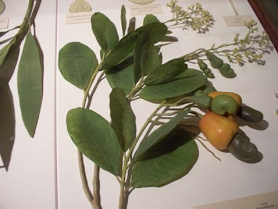 artifacts.: The Ware Collection of Glass Models of Plants