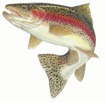 TRUCHAS EN PERU: LA GRAN TRUCHA