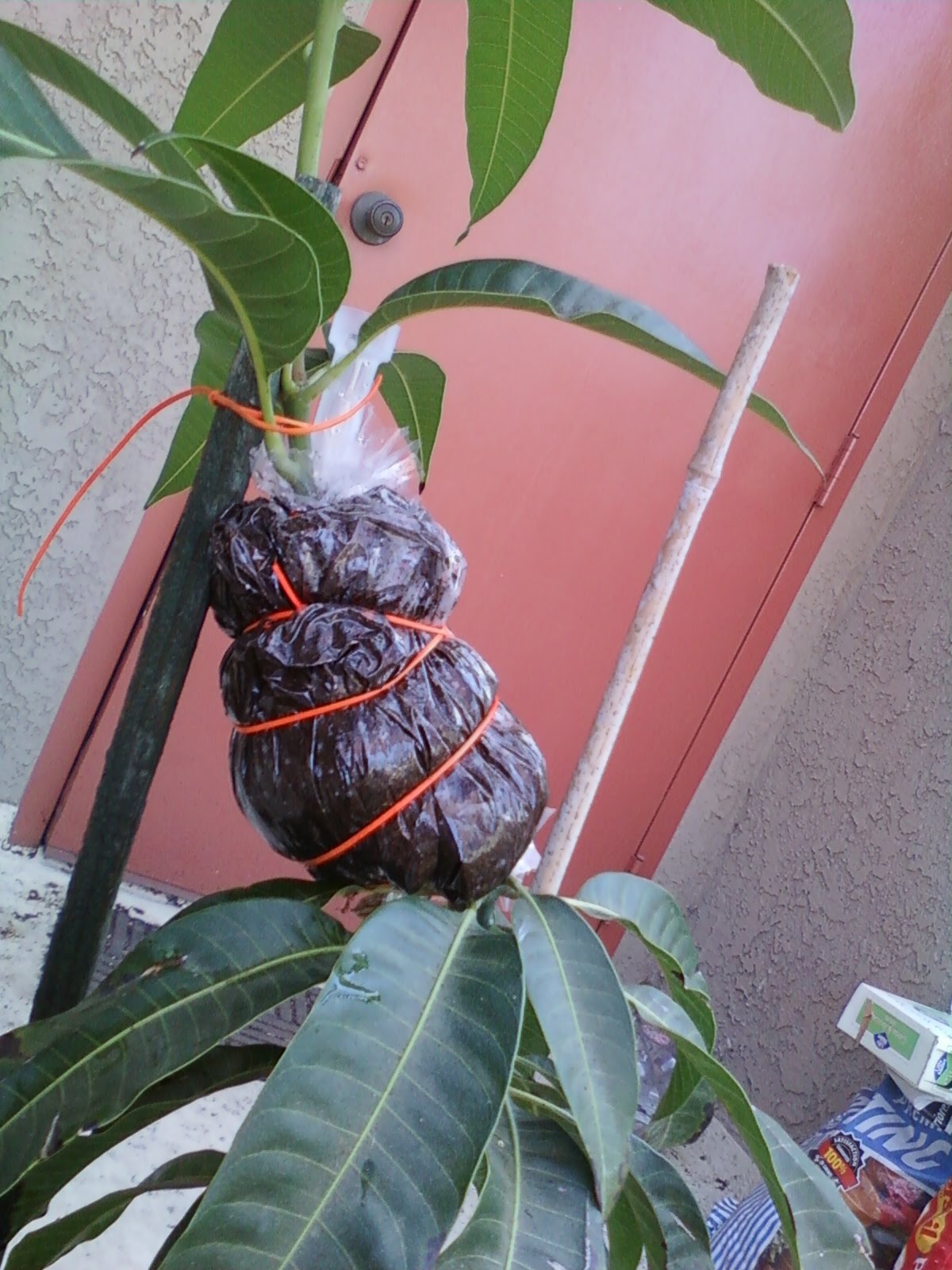 Gary's Garden: Carrie Mango Tree