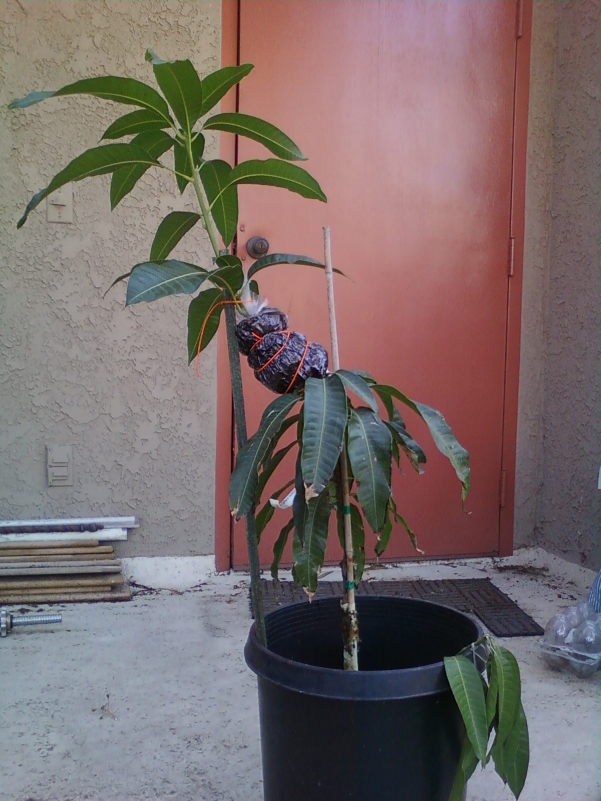 Gary's Garden: Carrie Mango Tree