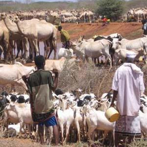 Somaliland News : Sacuudiga oo xayiraadii ka qaaday xoolaha Somalia