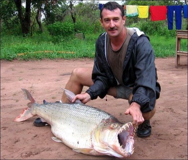 goliath tiger fish river monsters | tauigess