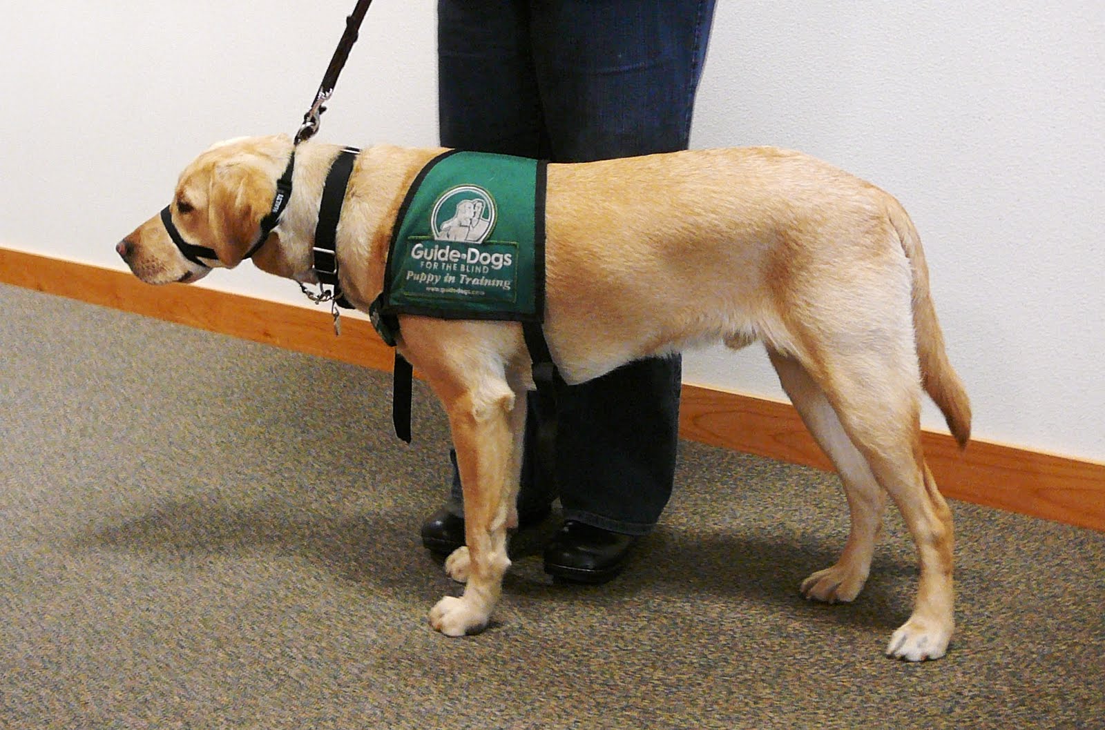 Linda Benson: Dogs That Guide the Blind