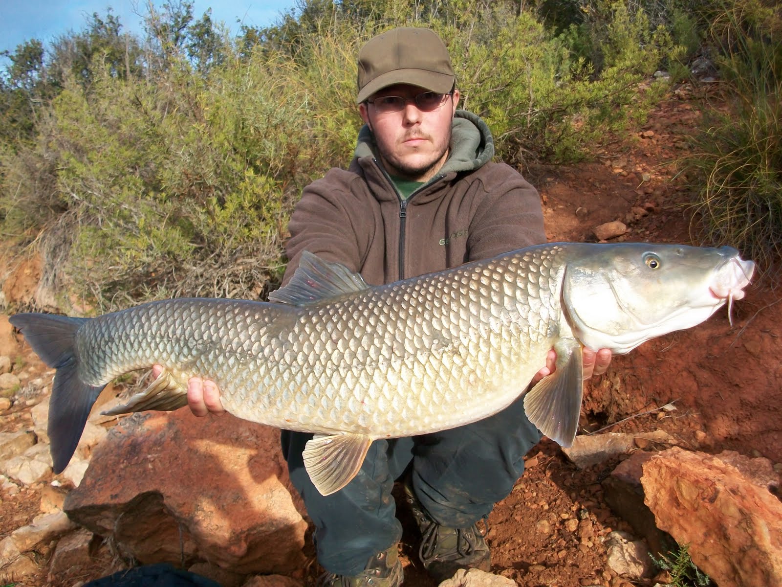 locos por el carpfishing: barbo comun.