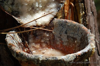 BLOGÓIS: Resina de pinheiro