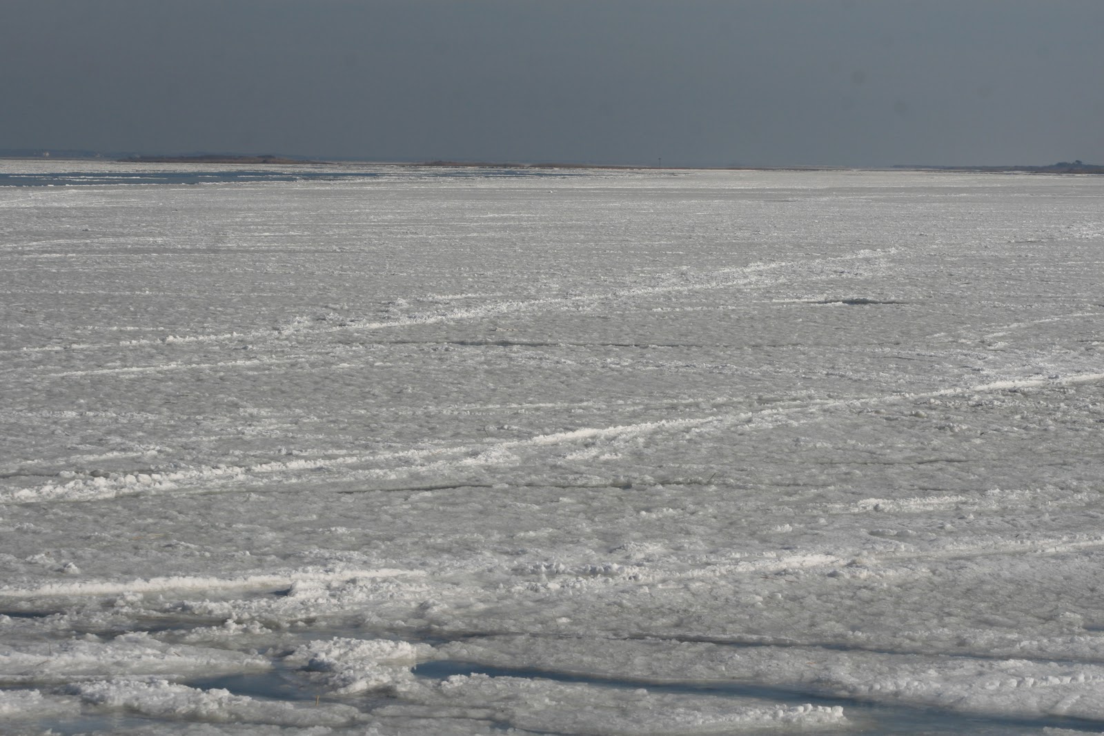 Alison's blog: Blooms and roots; the gardener: Frozen bay, sunshine on ...