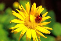 The Lady(Bug) of the Household: Autism Awareness Month