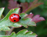 The Lady(Bug) of the Household: Autism Acceptance & Awareness